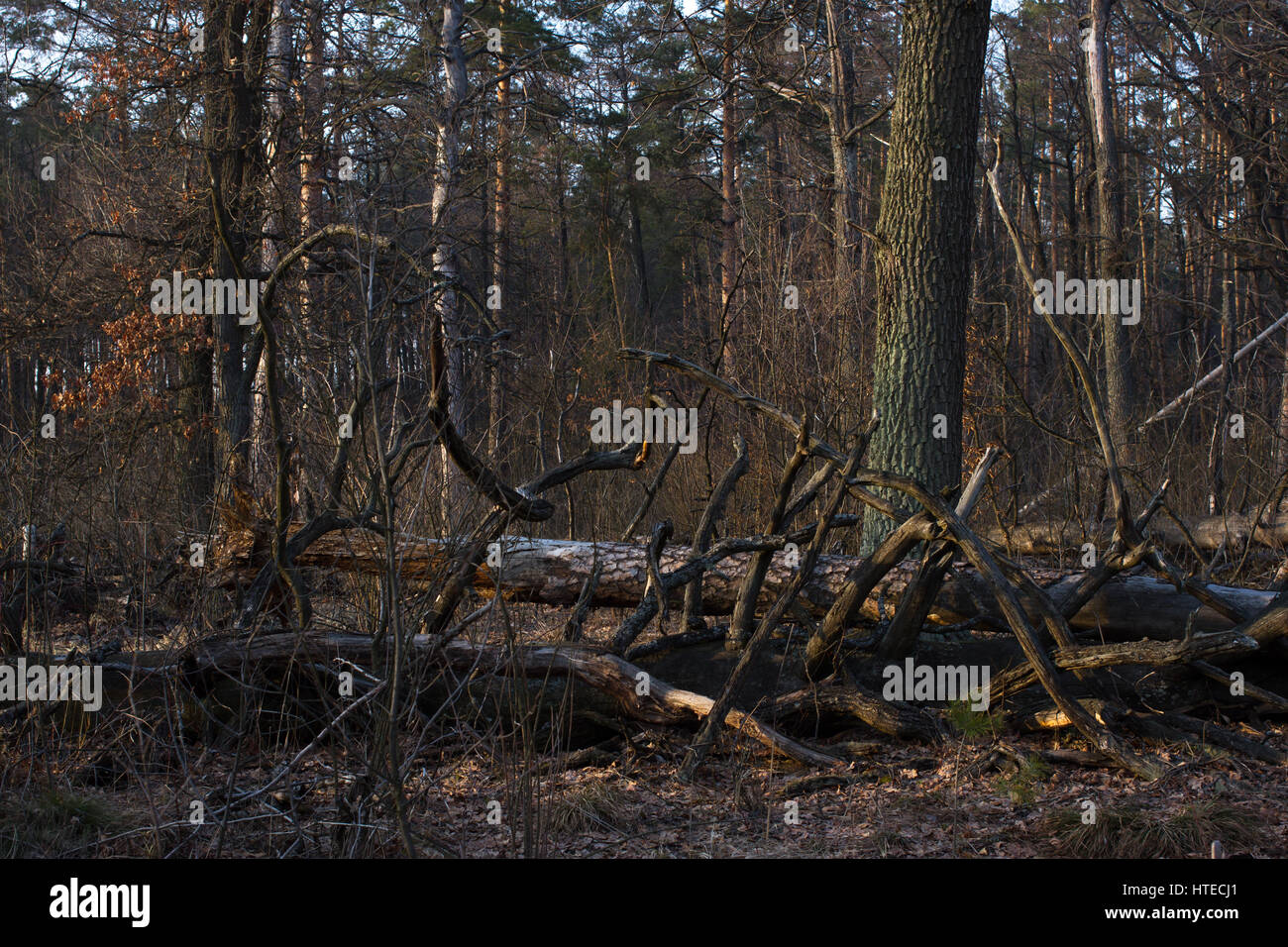 Pine stump, result of tree felling. Total deforestation, cut forest ...