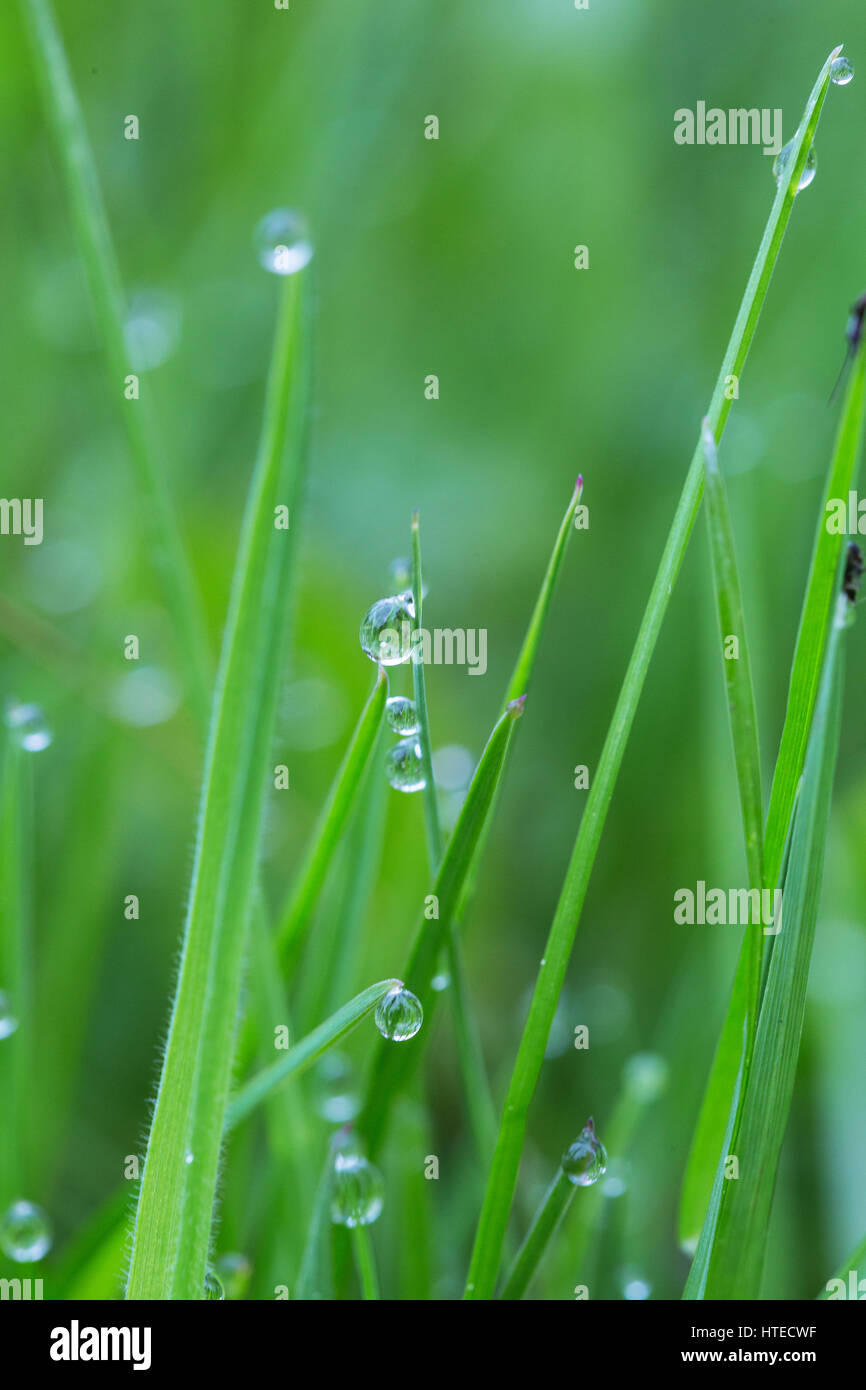 Dew on grass straws Stock Photo - Alamy