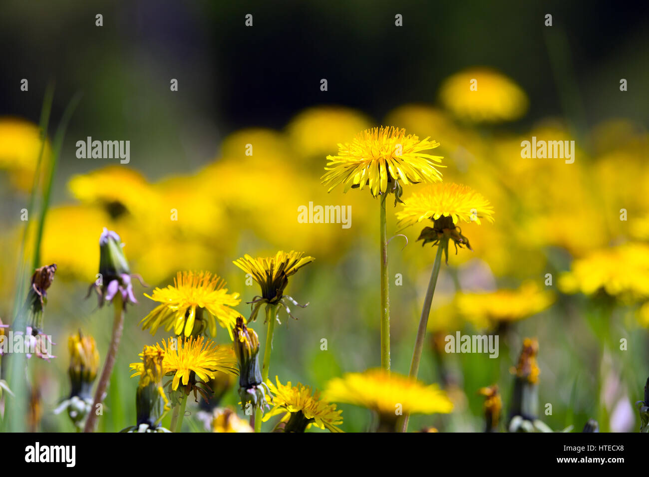 Side view of a field of flowering Common Dandelions - Taraxacum ...