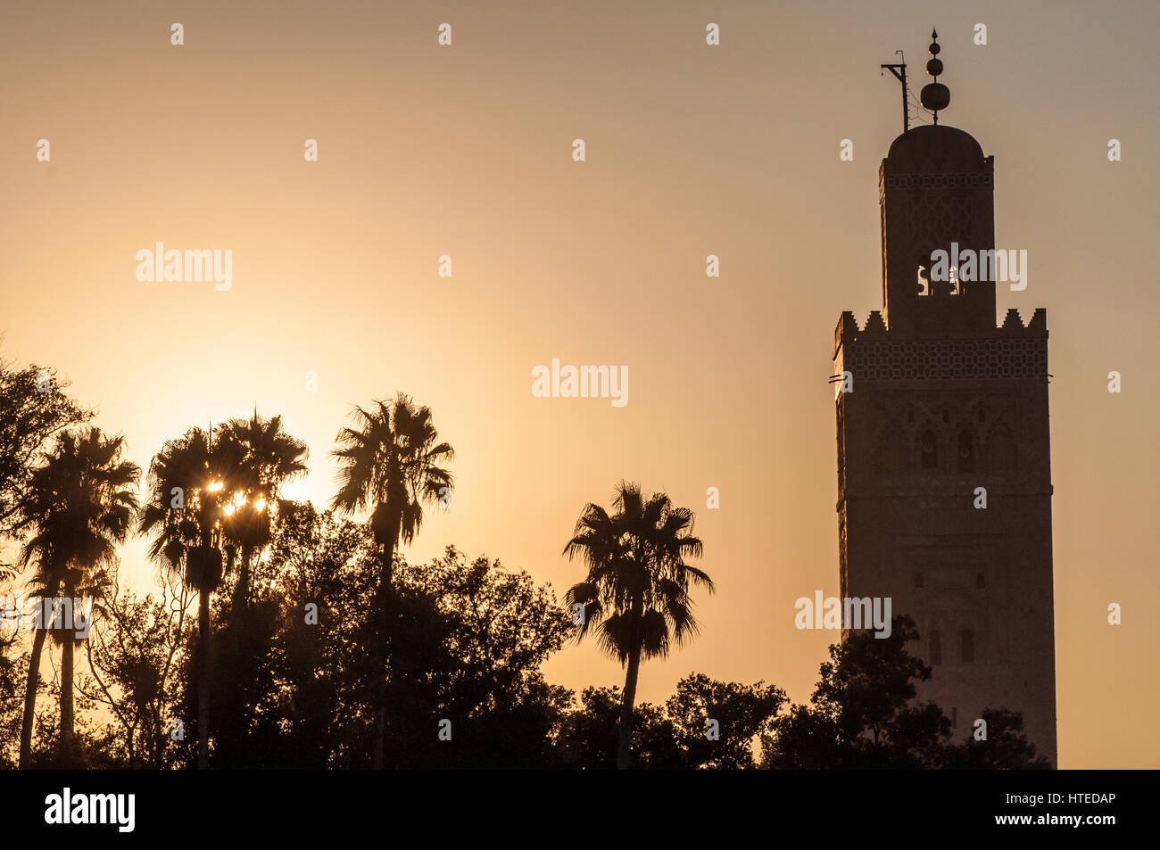 Trees of north africa hi-res stock photography and images - Alamy
