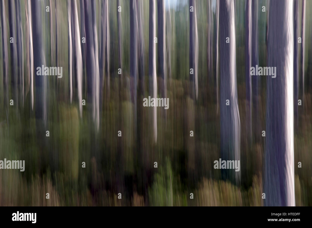 Trunks impression hi-res stock photography and images - Alamy