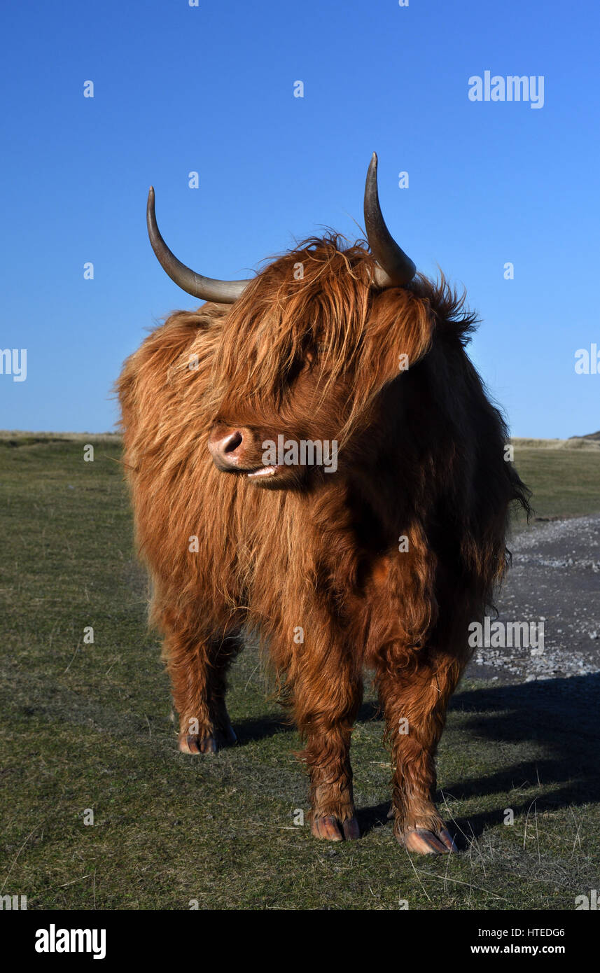 Highland cow;sanna bay;ardnamurchan;scotland Stock Photo - Alamy