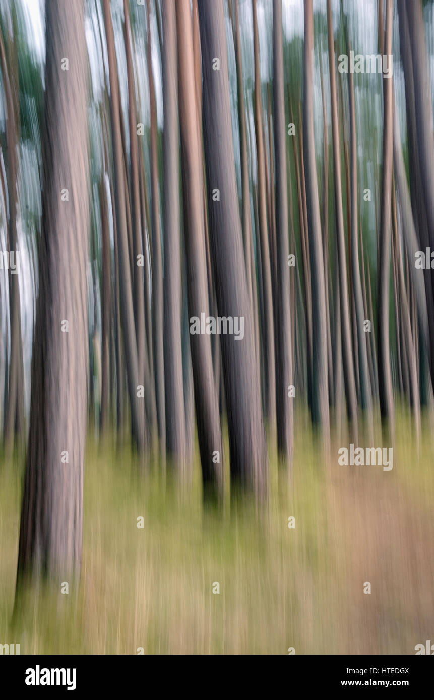 Trunks impression hi-res stock photography and images - Alamy