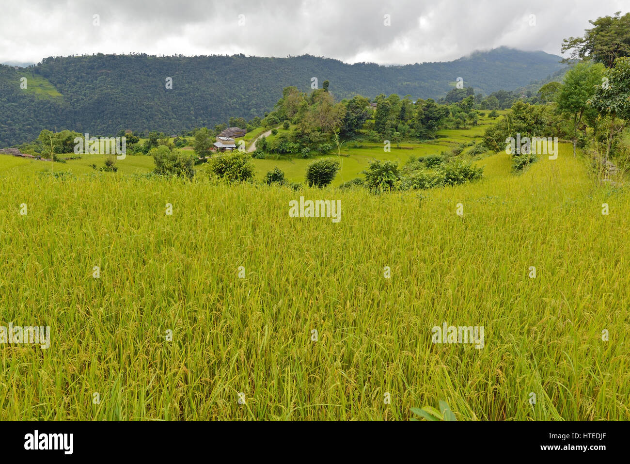 Nepal irrigation hi-res stock photography and images - Alamy