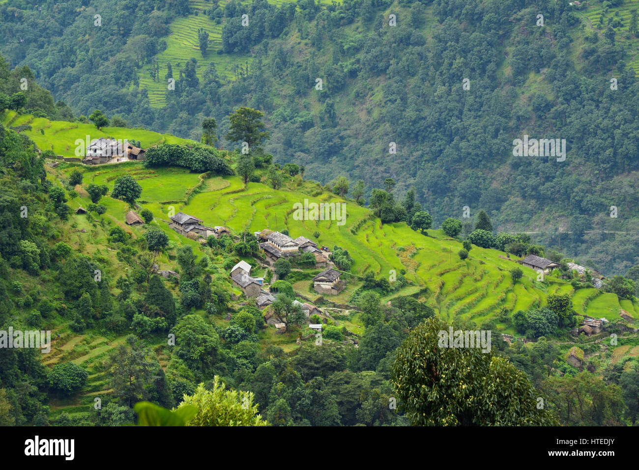 Rice fields in Nepal Stock Photo - Alamy
