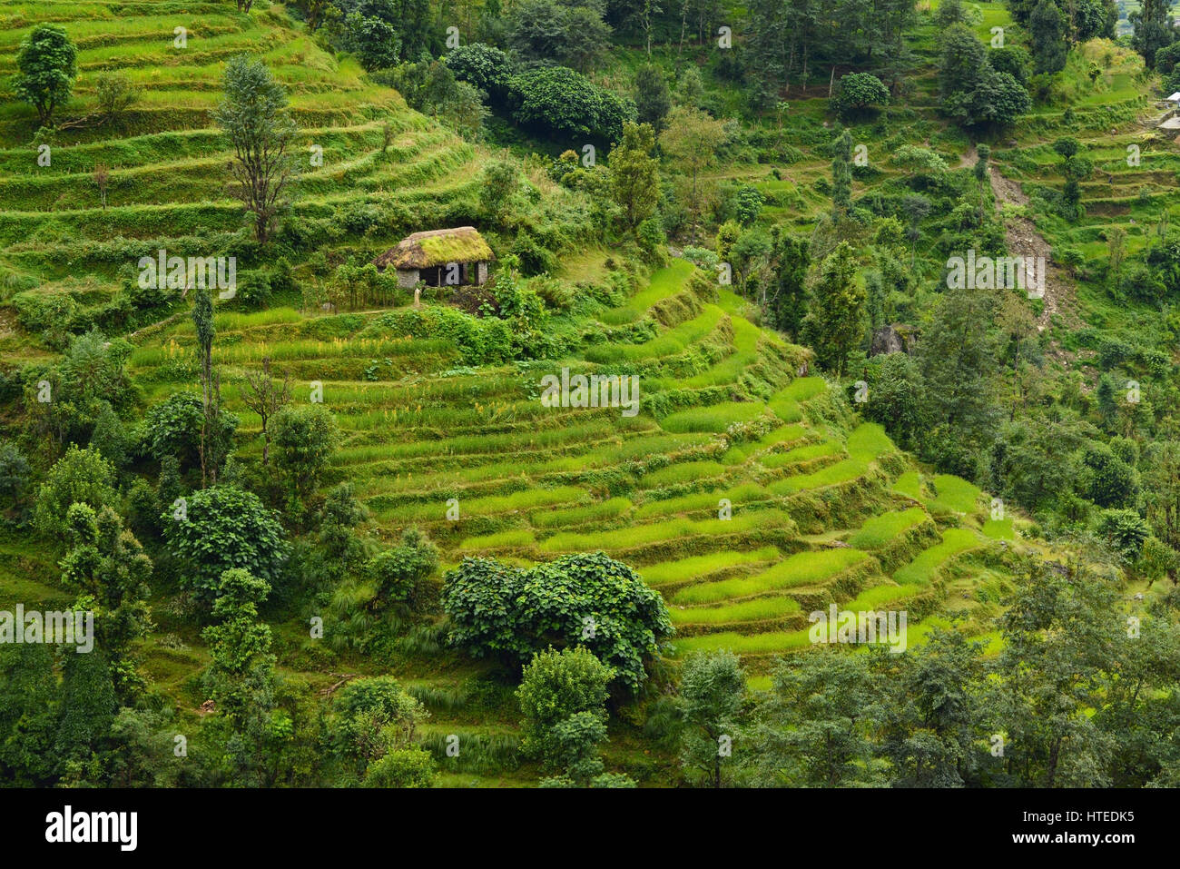 Nepal irrigation farm hi-res stock photography and images - Alamy