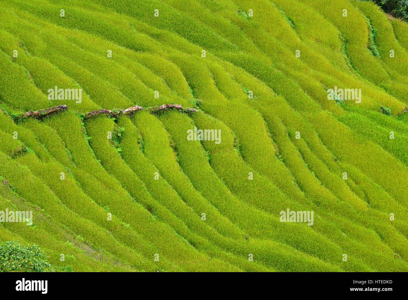 Nepal irrigation hi-res stock photography and images - Alamy