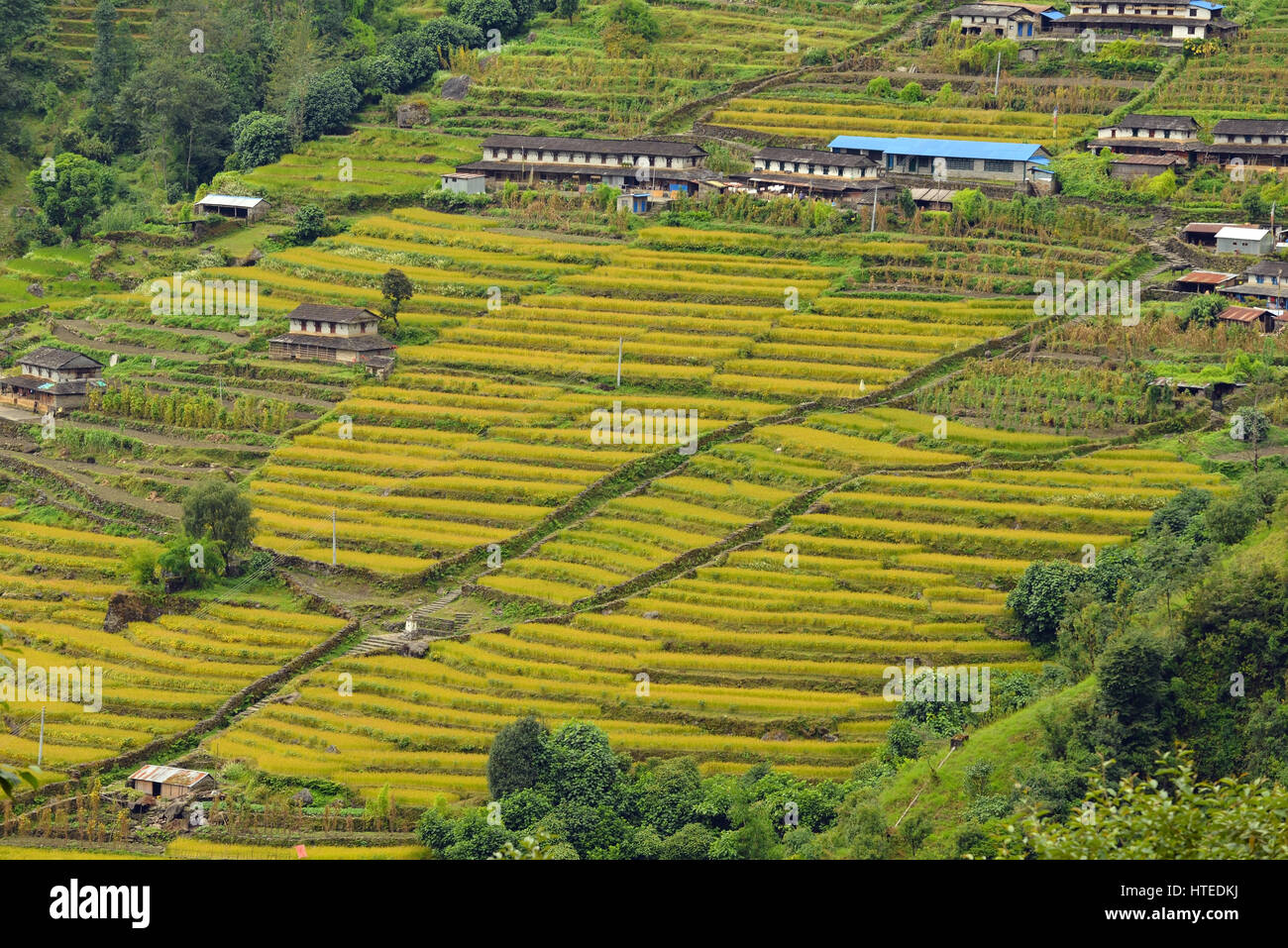 Rice fields in Nepal Stock Photo - Alamy