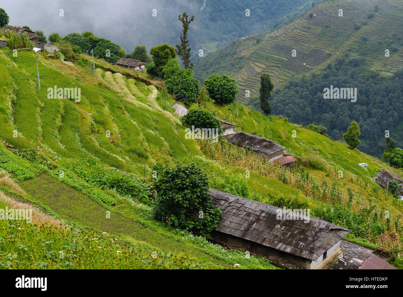 Terraced rice fields in the Himalayas, Nepal Stock Photo - Alamy