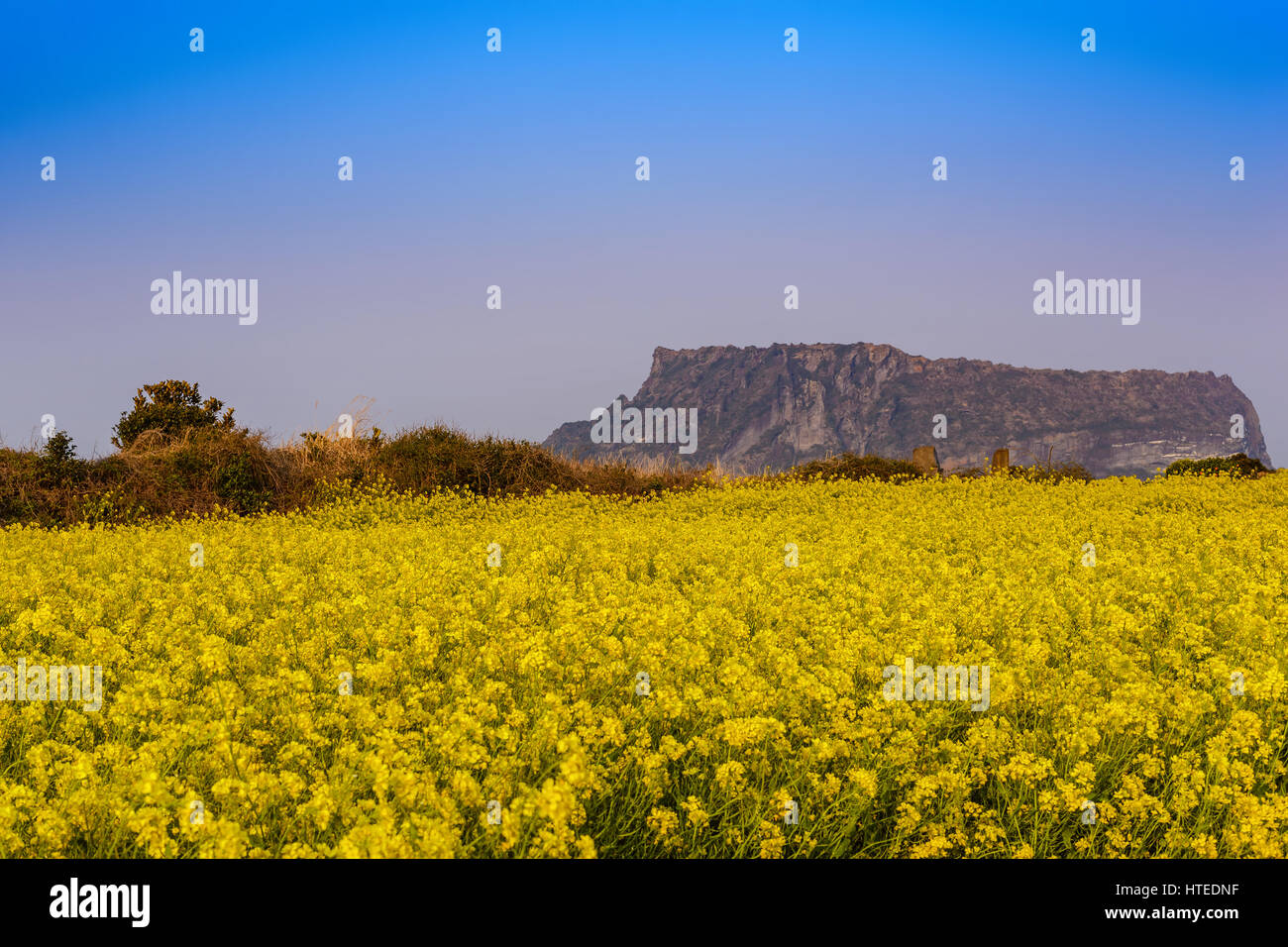 Canola field at Jeju-do Seongsan Ilchulbong, Jeju, South Korea Stock ...