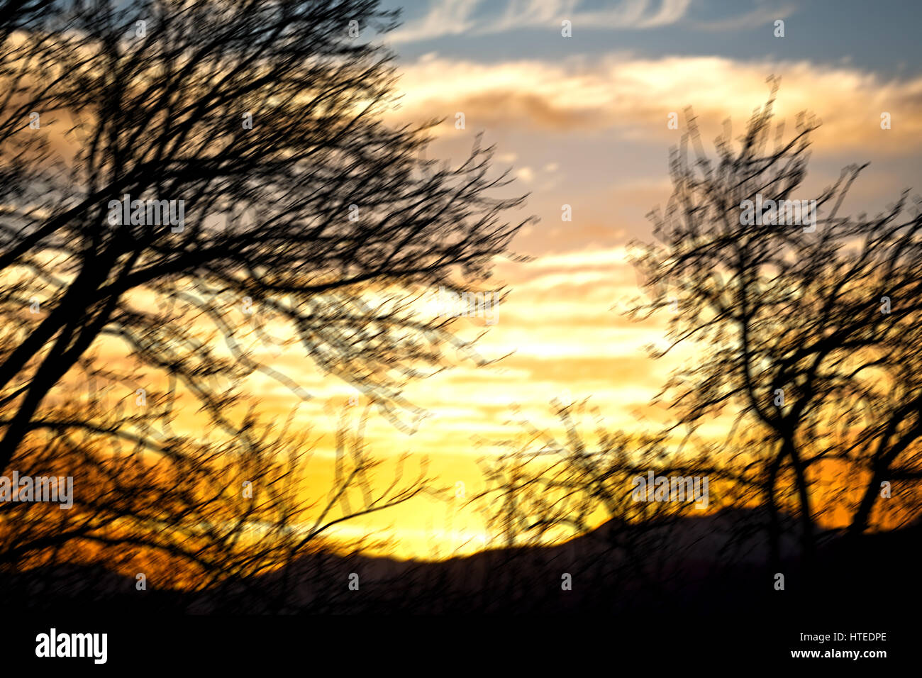 blur in south africa sunrise near branch tree like abstract background ...