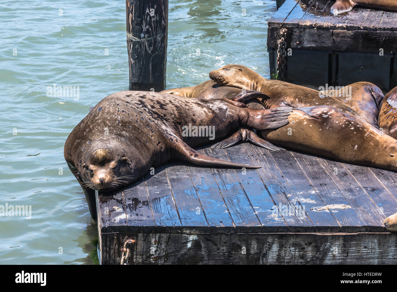 California sea lions on floating hi-res stock photography and images ...