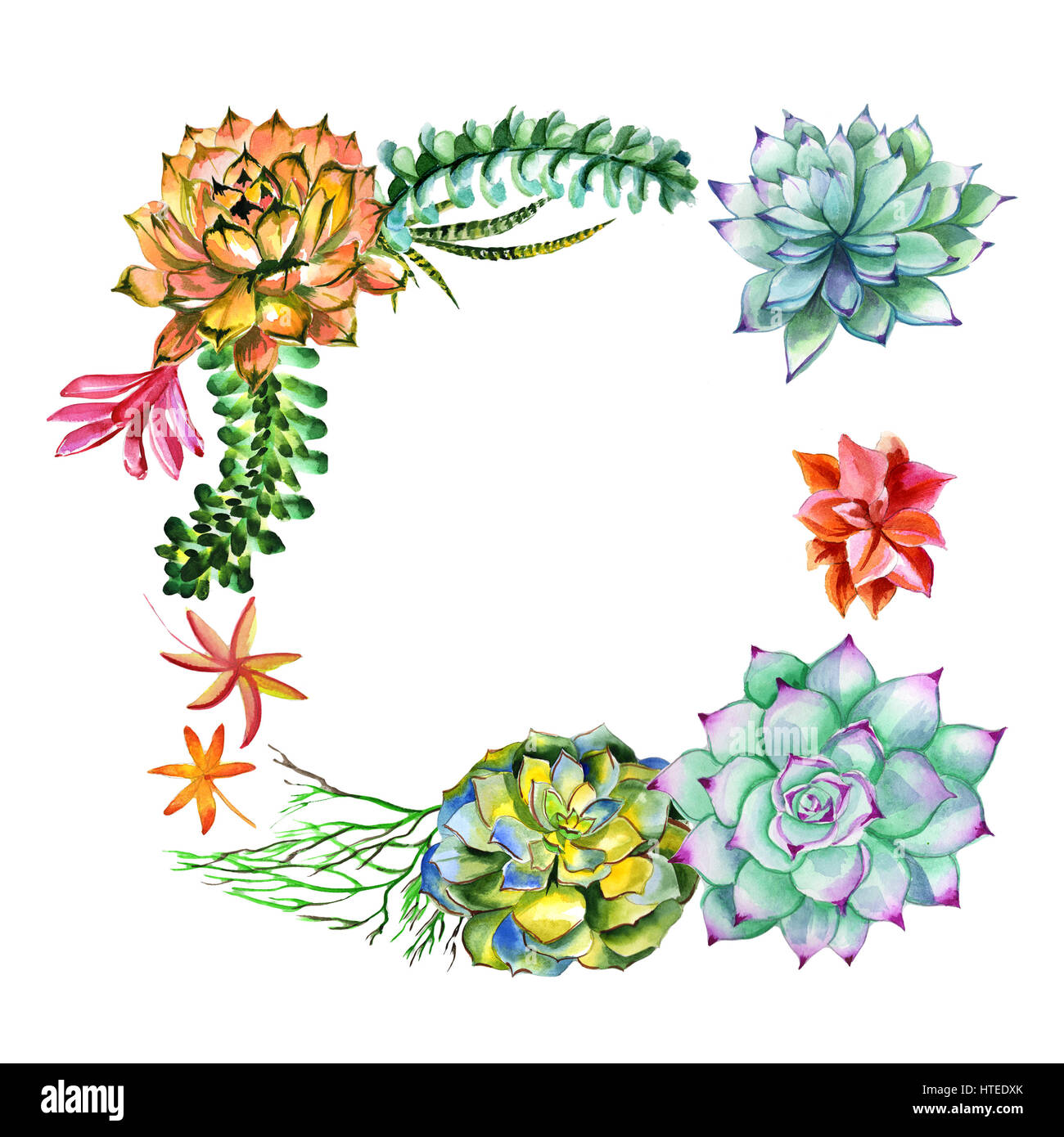 Wildflower succulentus flower frame in a watercolor style isolated ...
