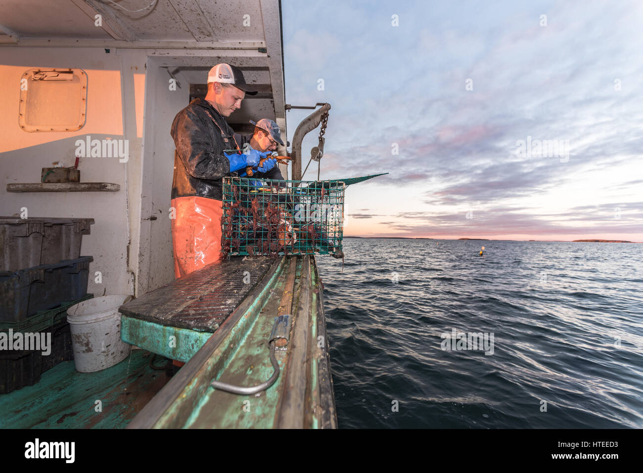 Measuring lobsters to be sure they are legal Stock Photo - Alamy