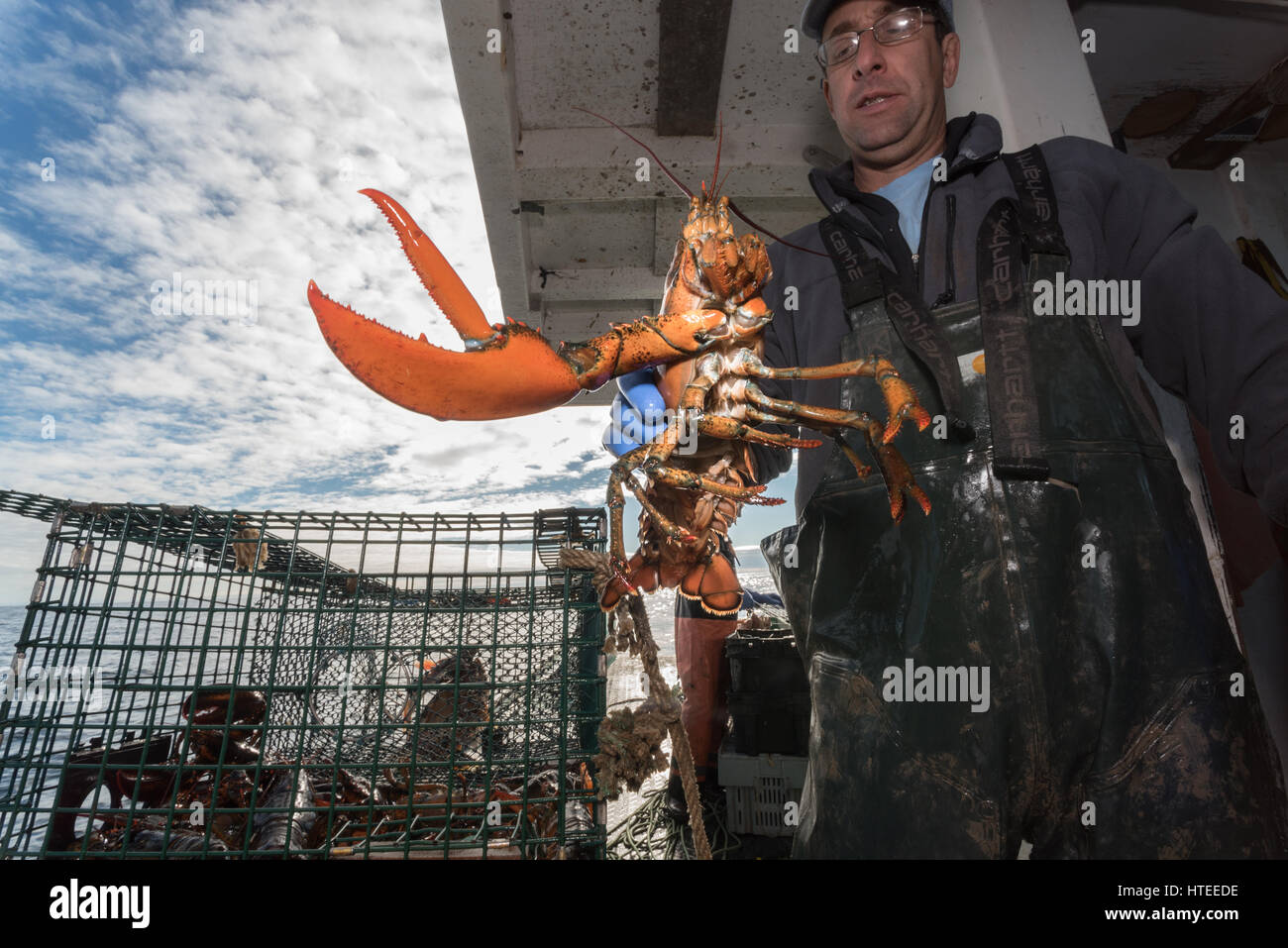 Clawed lobster hi-res stock photography and images - Alamy