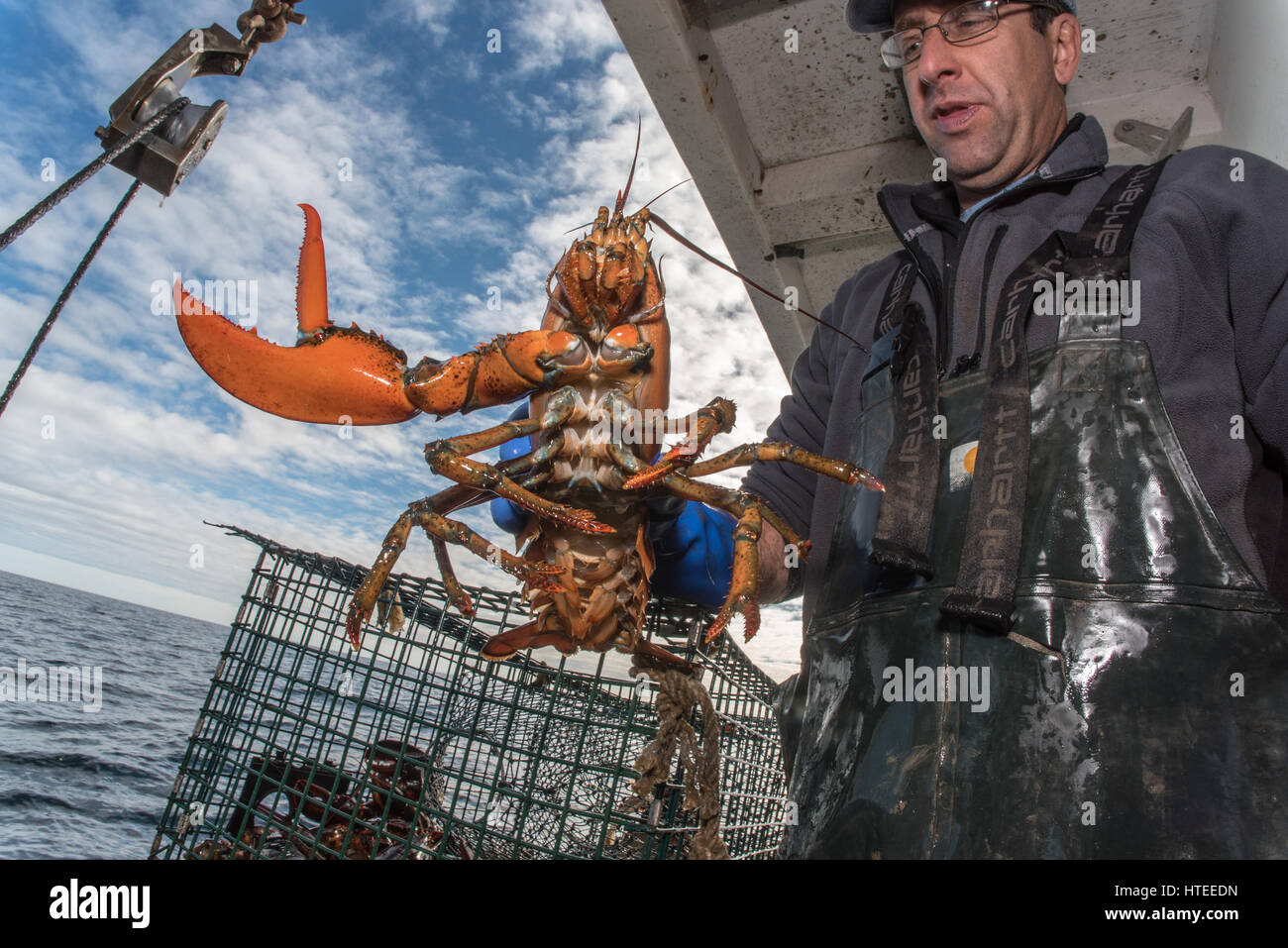 Captain holds large, one clawed lobster Stock Photo - Alamy