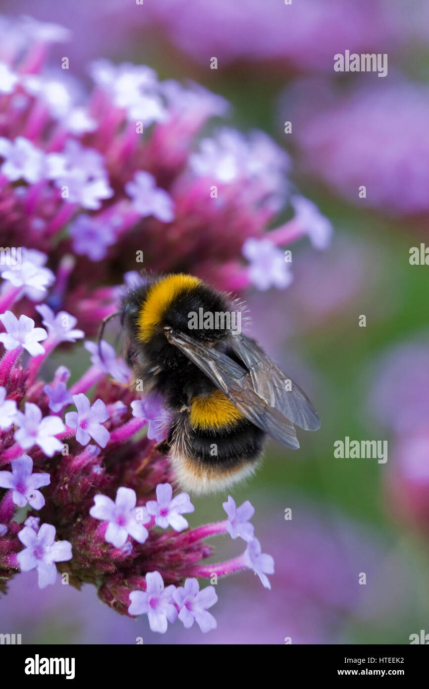 Close-up image of a bee on Verbena bonariensis Stock Photo - Alamy