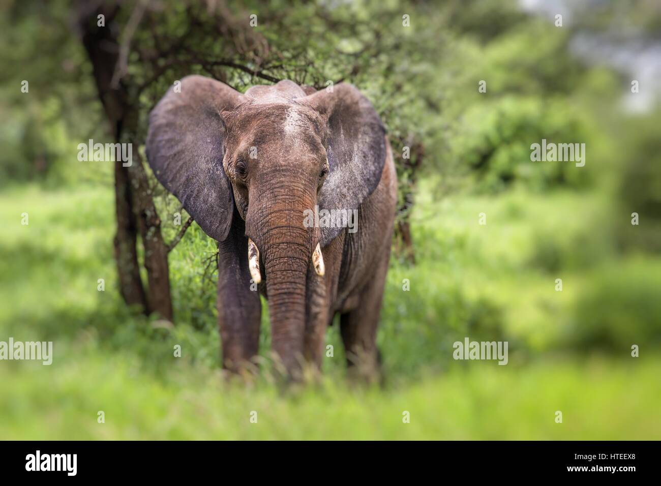 Huge African elephant bull in the Tarangire National Park, Tanzania ...