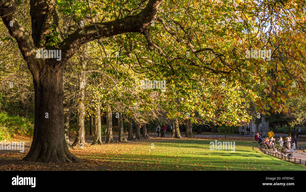 Big tree at Stephen's Green in Dublin Stock Photo - Alamy