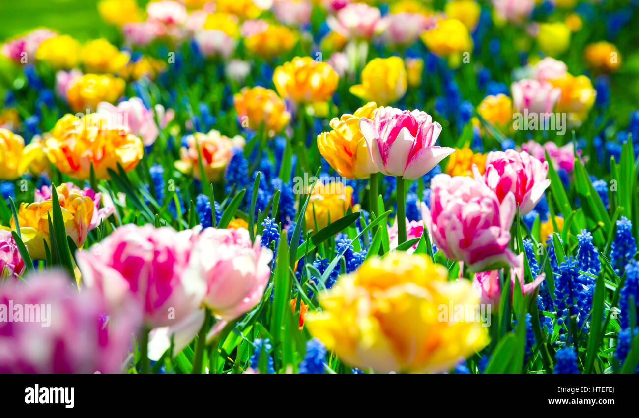 Glade of colorful fresh tulips. Colorful tulips in the park. Spring ...