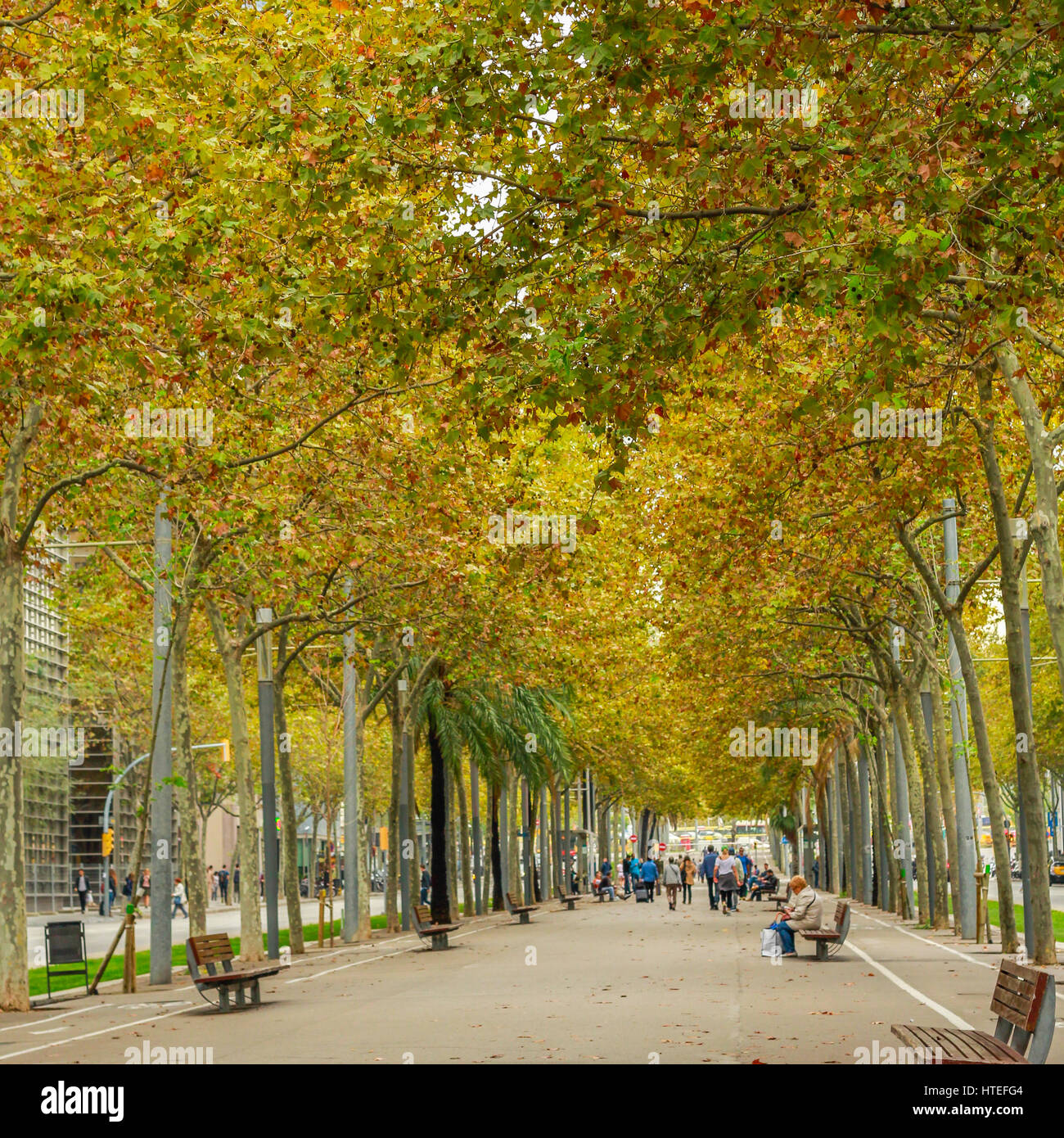 Streets of Barcelona - Avenue with trees Stock Photo - Alamy