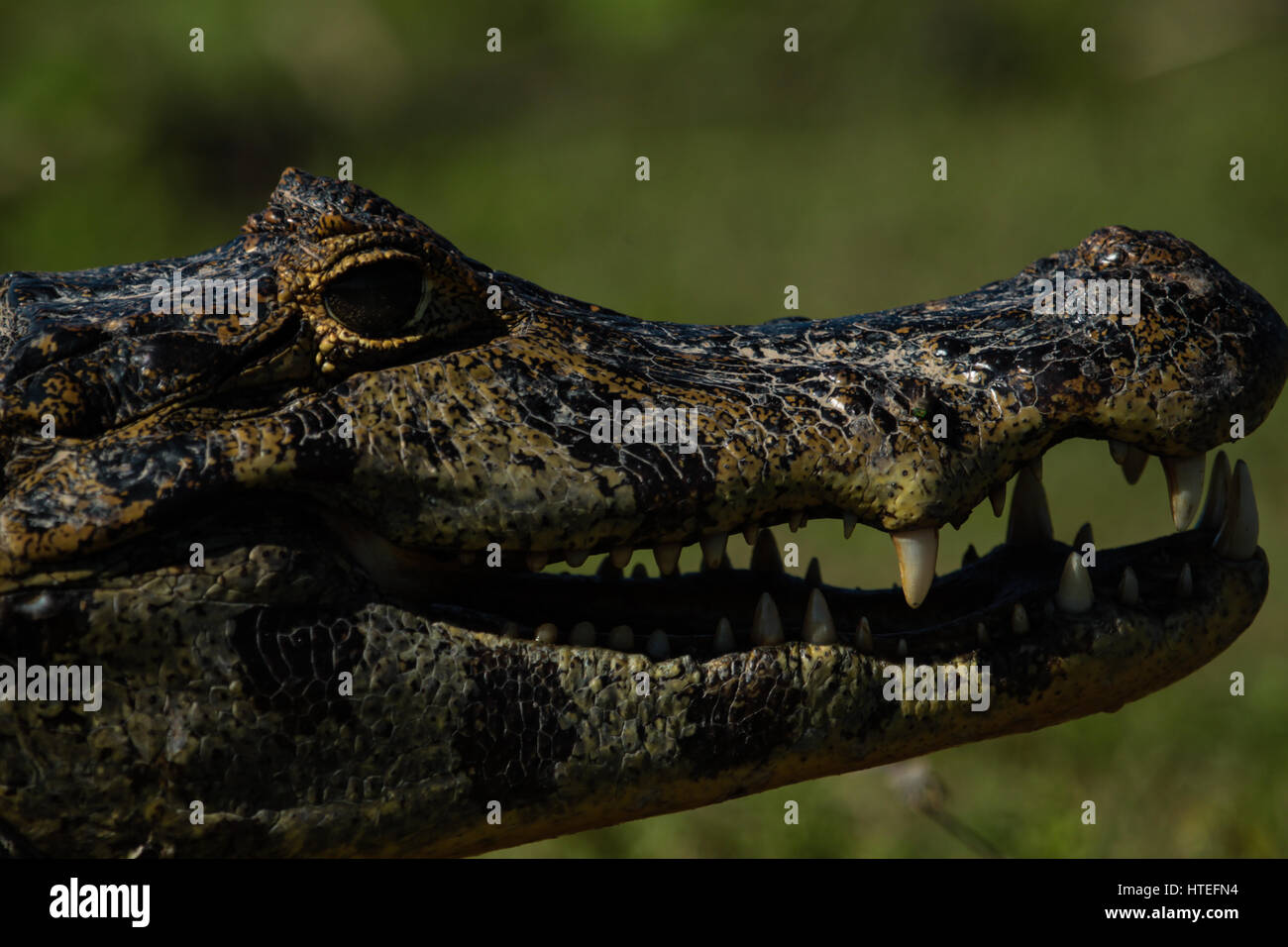 Broad Snouted Caiman High Resolution Stock Photography and Images - Alamy