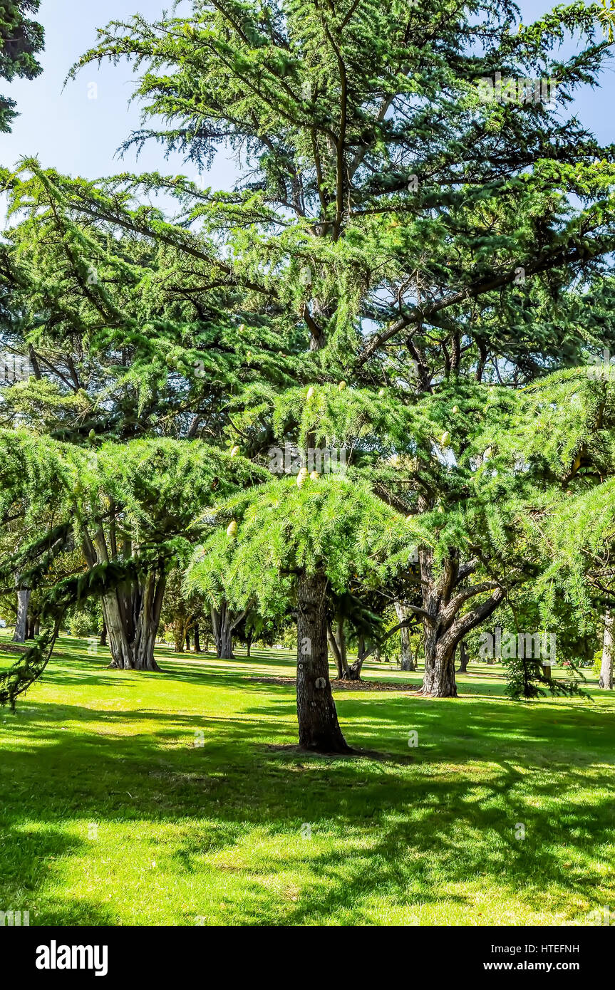 Cones on coniferous evergreen trees Stock Photo - Alamy