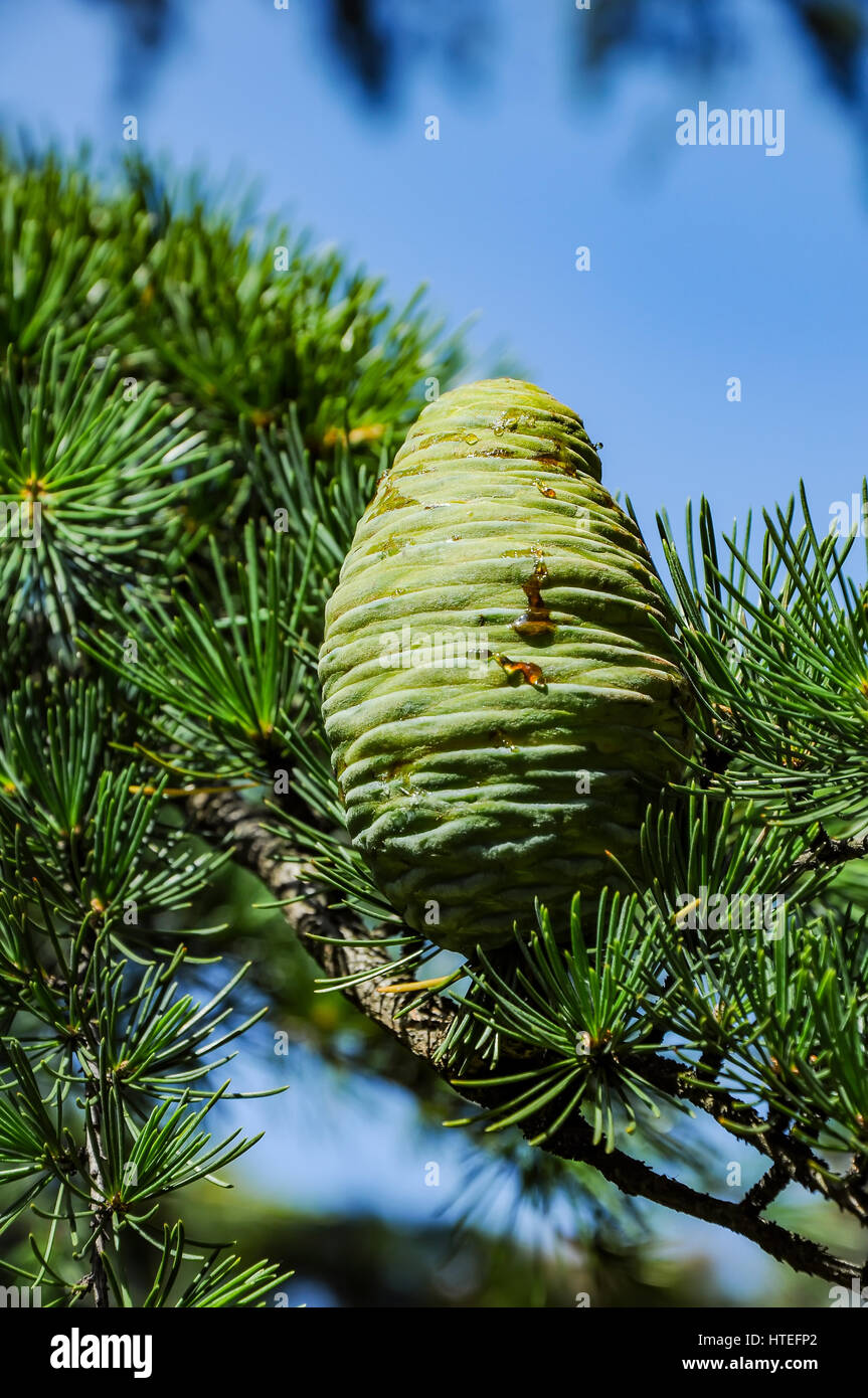 Cones on coniferous evergreen trees Stock Photo - Alamy