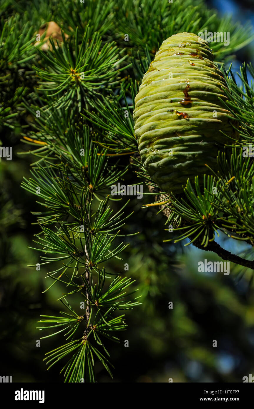 Cones on coniferous evergreen trees Stock Photo - Alamy