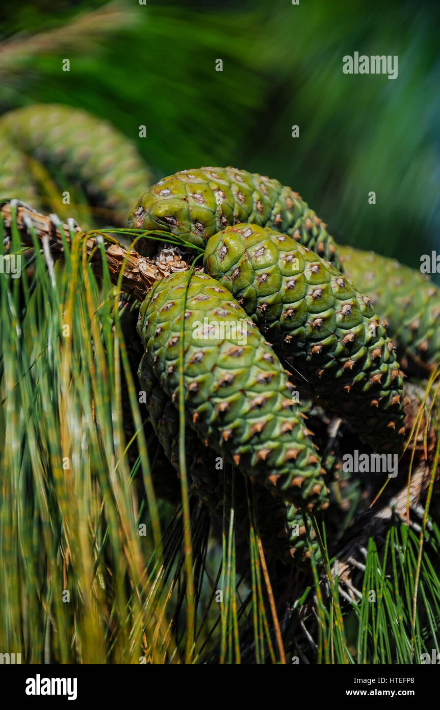 Cones on coniferous evergreen trees Stock Photo - Alamy