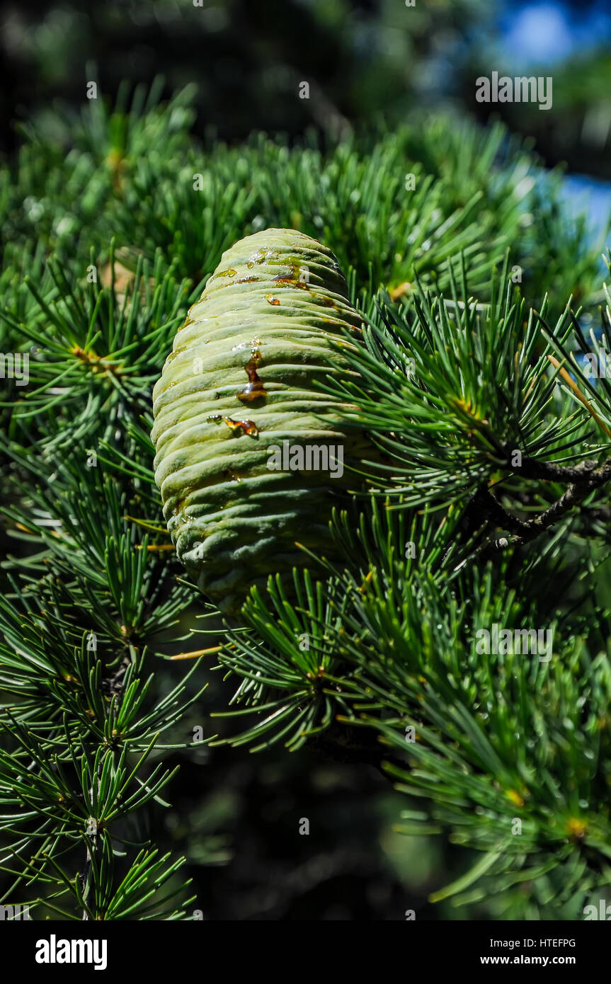 Cones on coniferous evergreen trees Stock Photo - Alamy