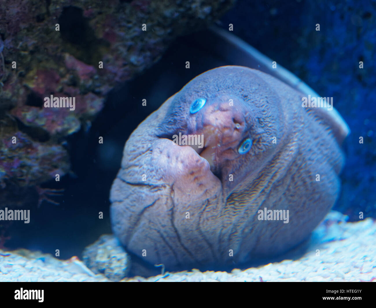 Giant Moray Eel Portrait, (Gymnothorax javanicus Stock Photo - Alamy