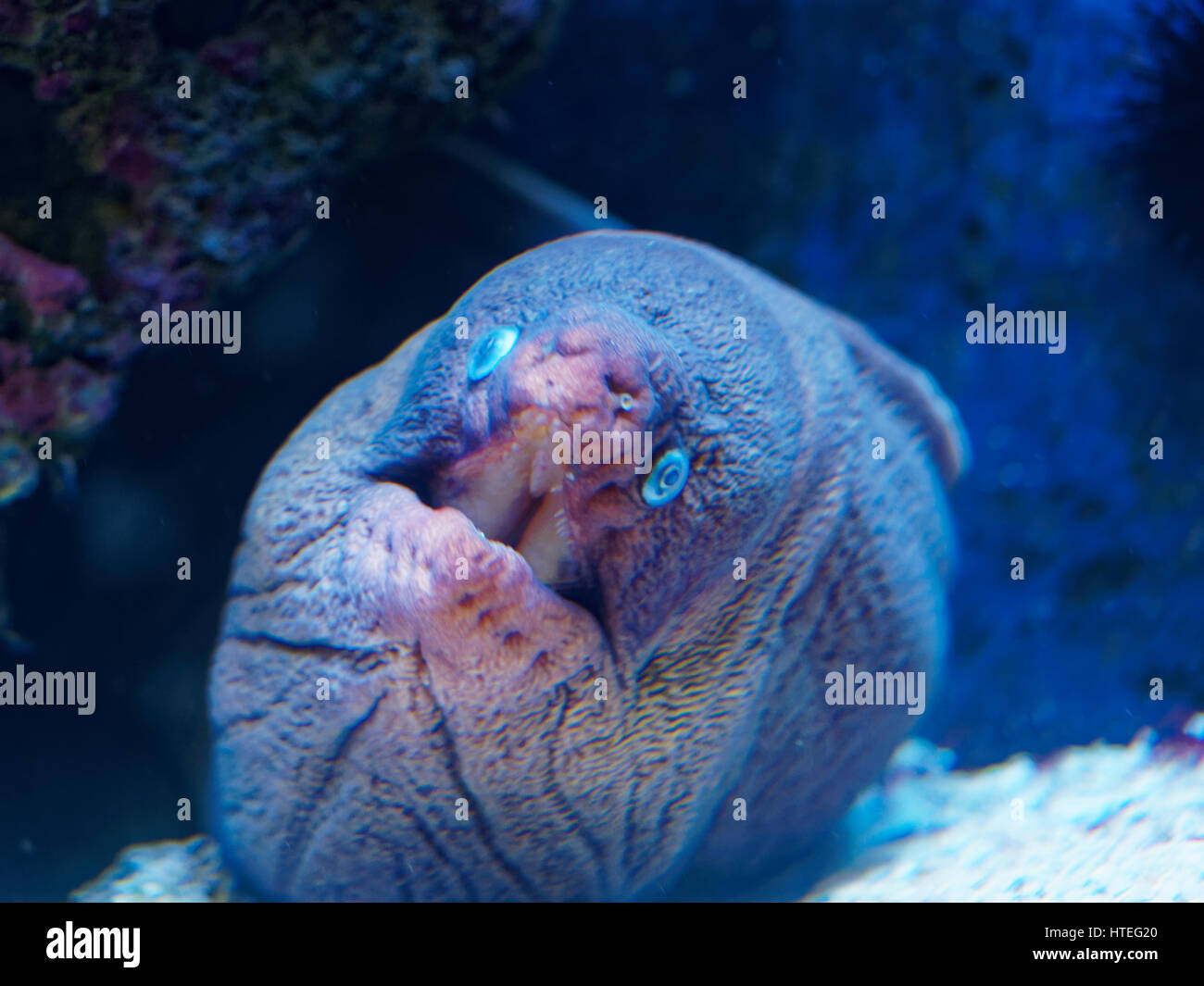 Giant Moray Eel Portrait, (Gymnothorax javanicus Stock Photo - Alamy