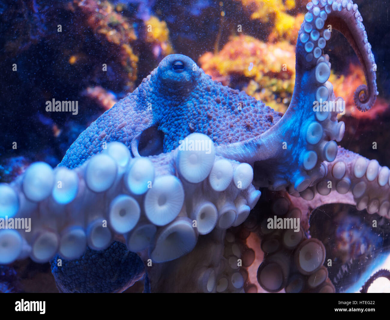 Octopus, Monaco, France Stock Photo - Alamy