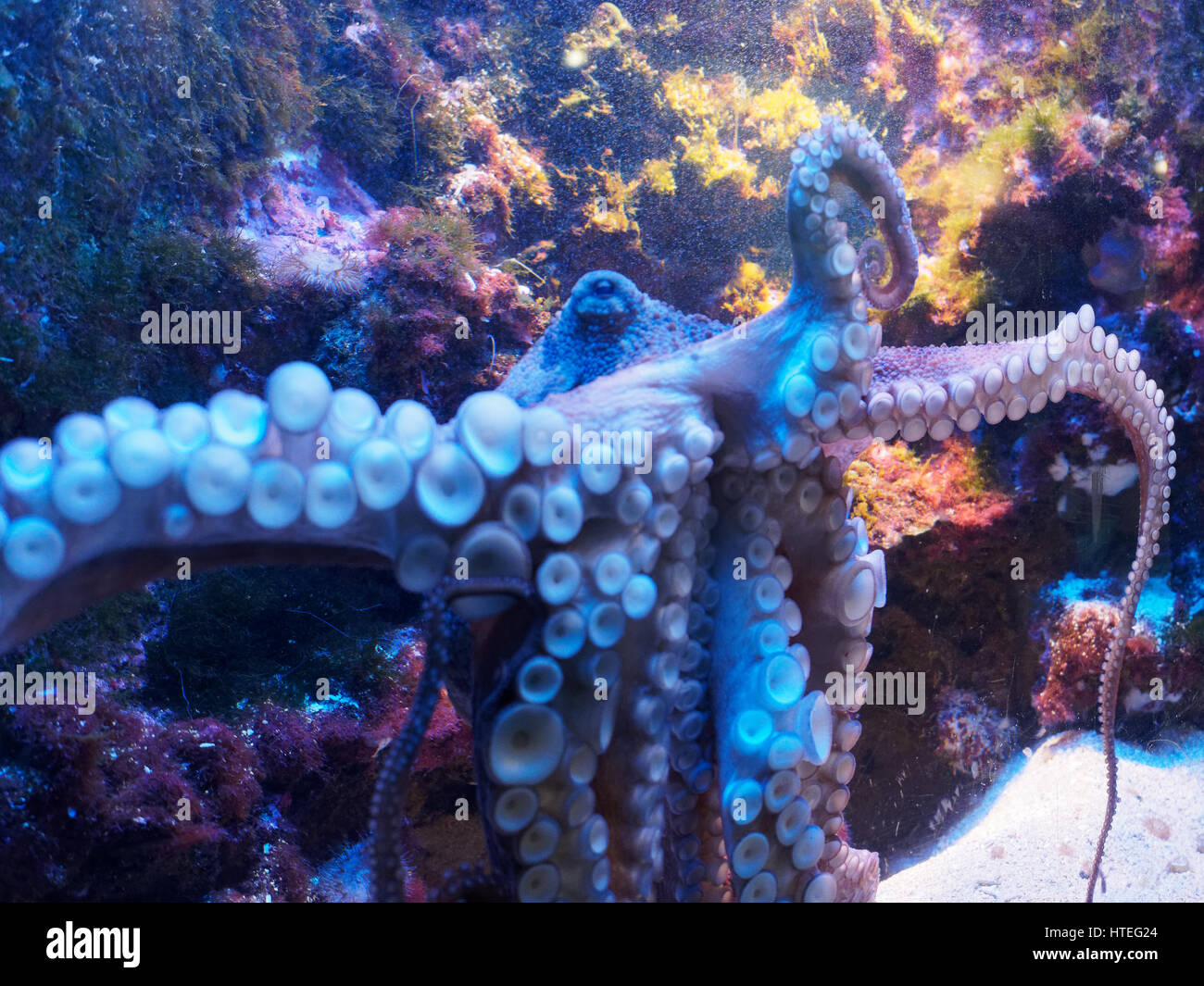 Octopus swimming ocean hi-res stock photography and images - Alamy