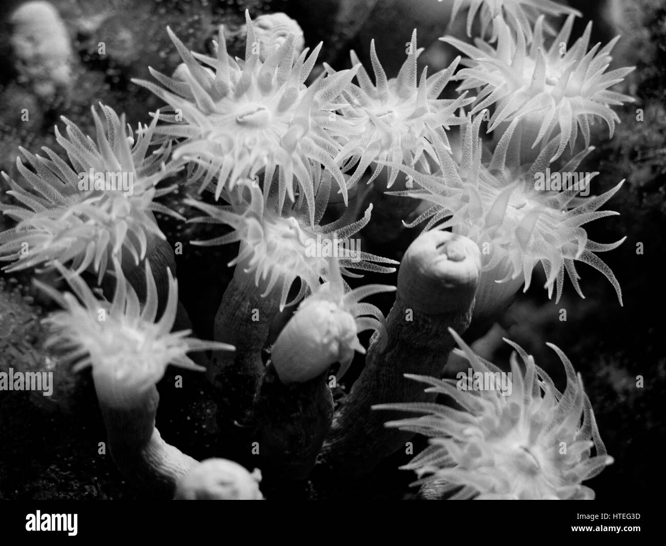 Polyp animal Black and White Stock Photos & Images - Alamy
