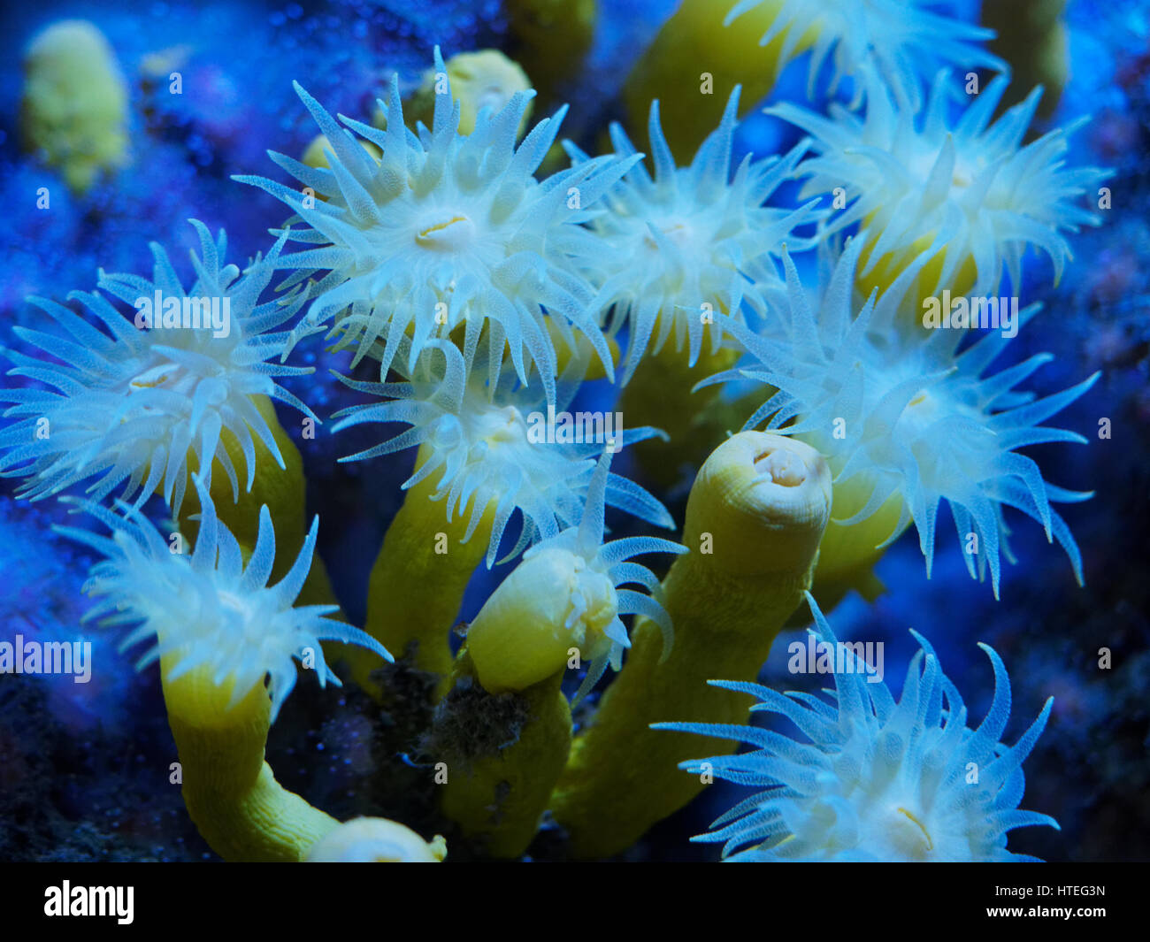Coral polyps, Tubastrea sp Stock Photo - Alamy