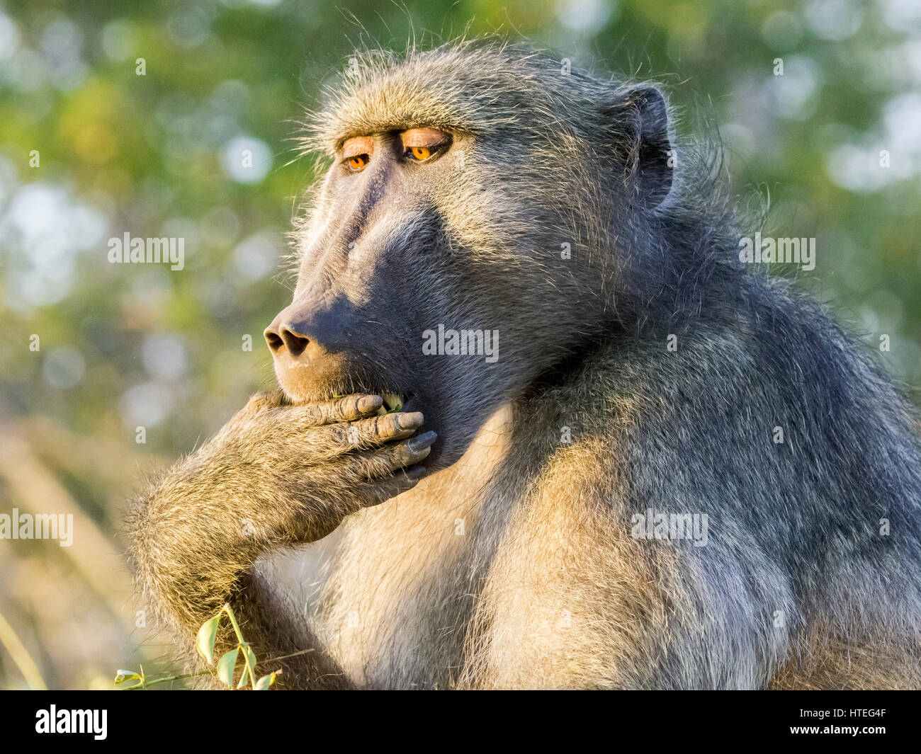 Yellow Baboon (Papio cynocephalus) while eating with hand at the mouth ...