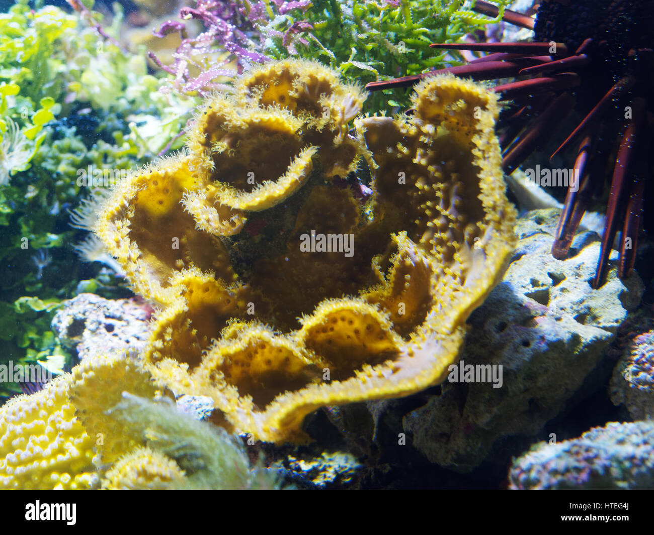 Coral montipora sp hi-res stock photography and images - Alamy