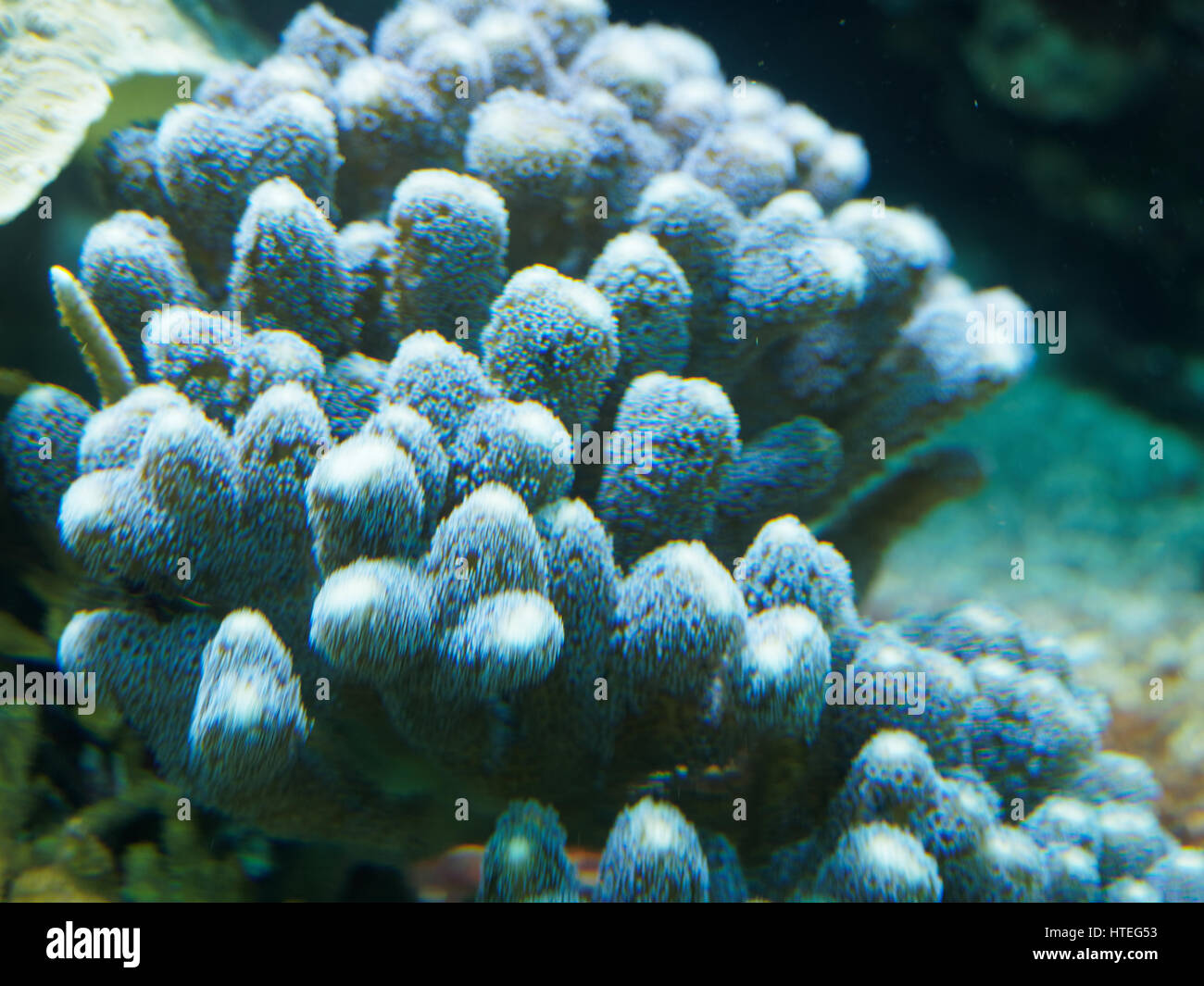 Stylophora coral hi-res stock photography and images - Alamy