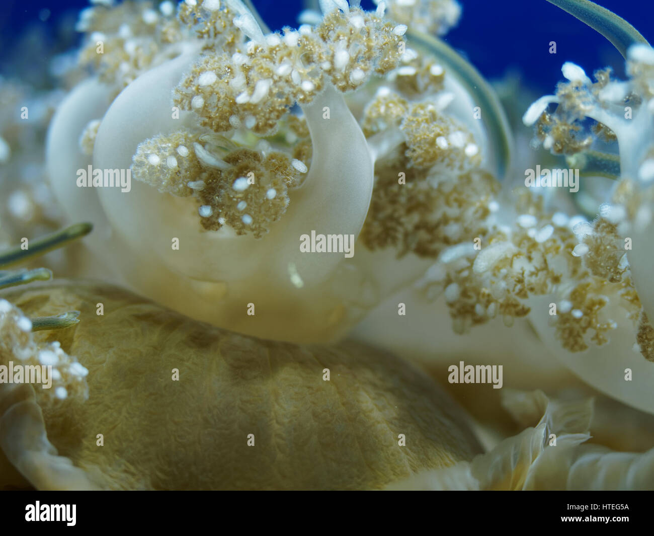 Jellyfish Cassiopeia andromedra Stock Photo - Alamy