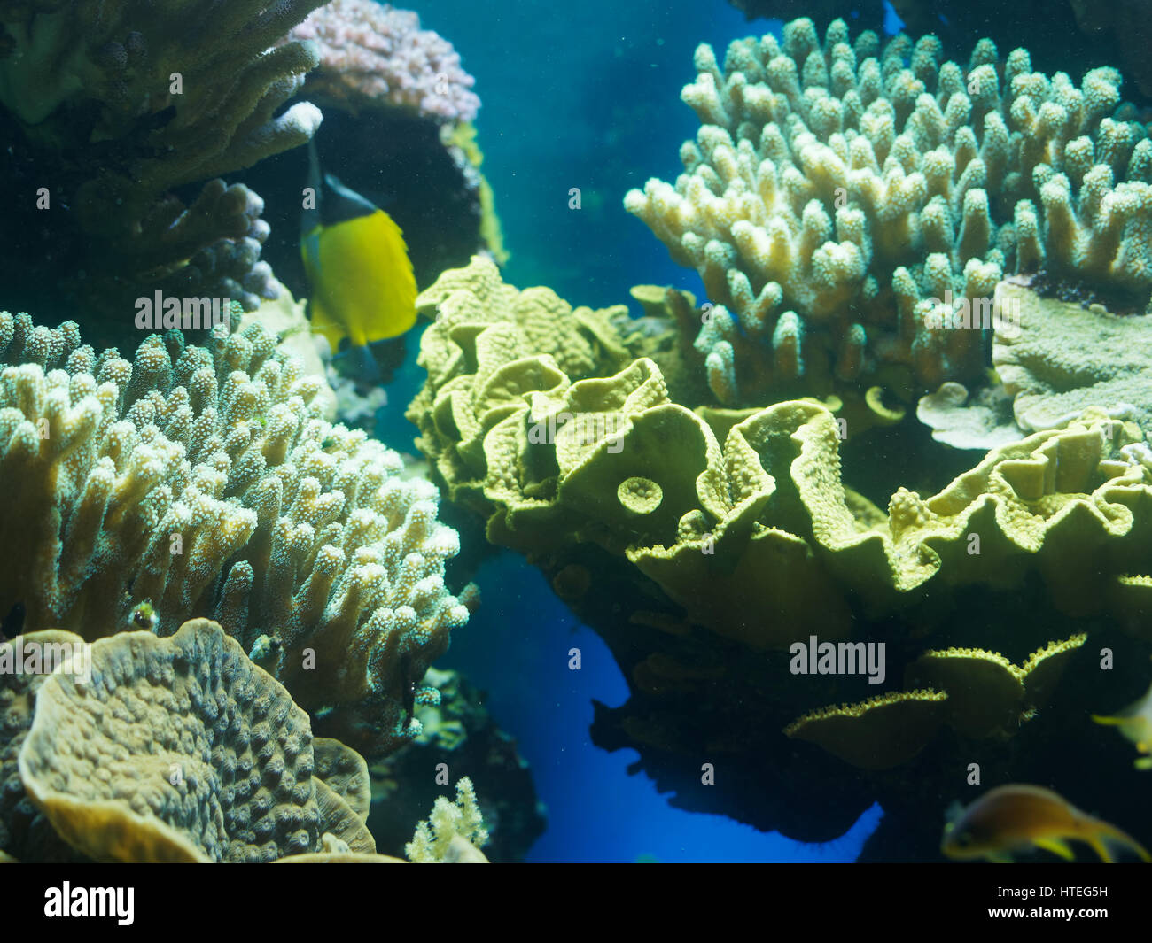 Oceanographic museum of Monaco, principality of Monaco, Monte Carlo ...