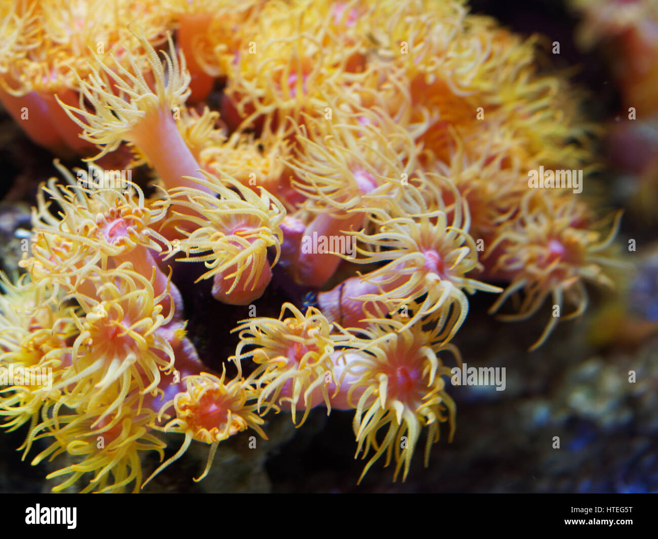 Tubastrea coral hi-res stock photography and images - Alamy