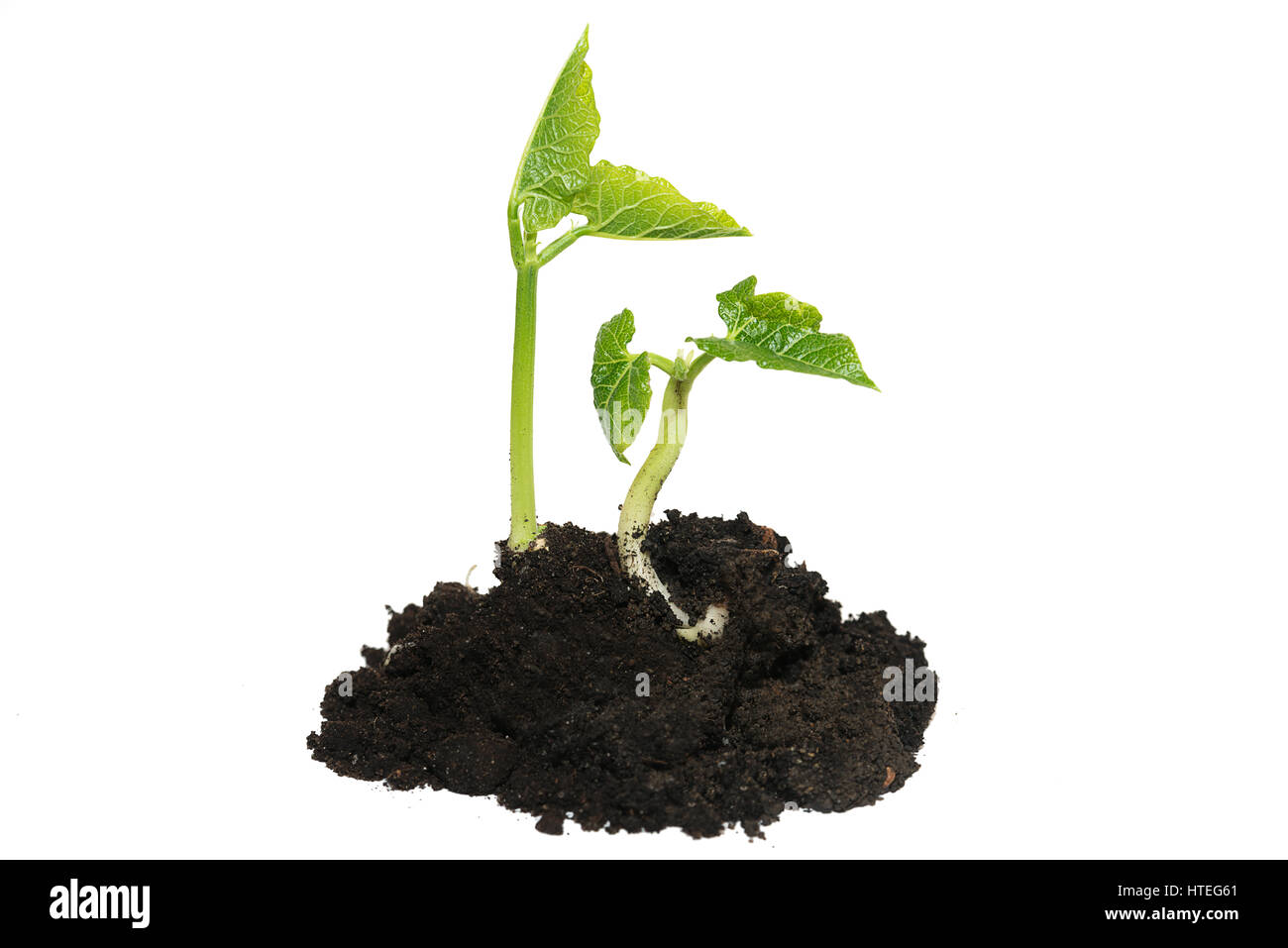Young plant growing out of the ground on white Stock Photo - Alamy