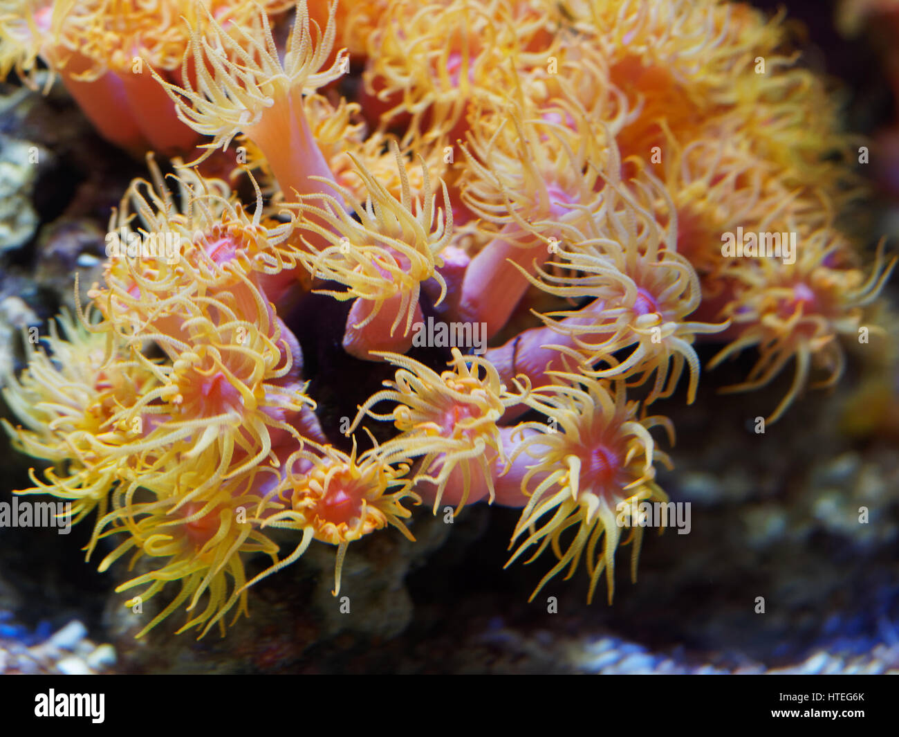 Yellow (Tubastrea faulkneri) coral polyps, Monaco Aquarium Stock Photo ...