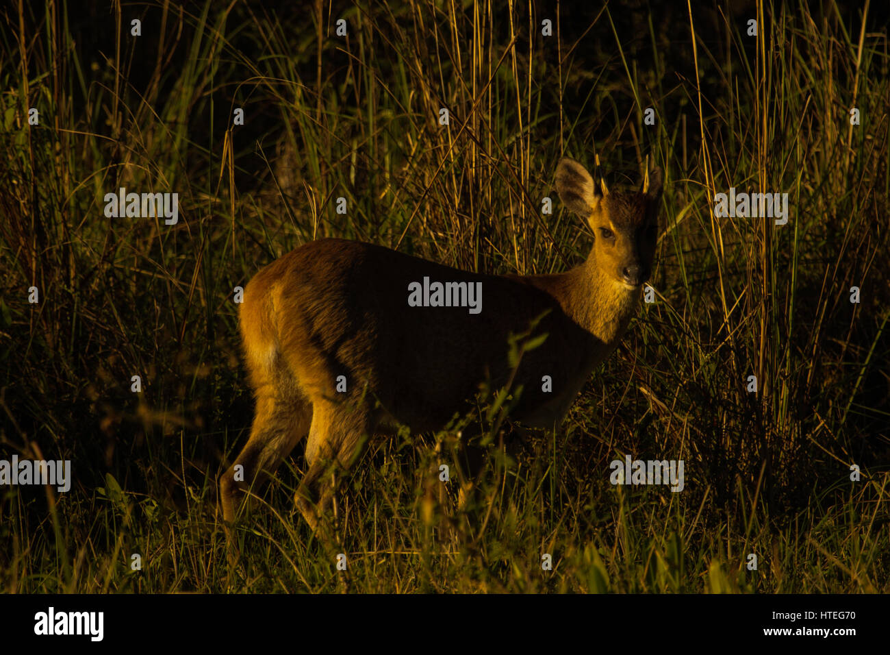 Gray brocket (Mazama gouazoubira), also known as the brown brocket ...