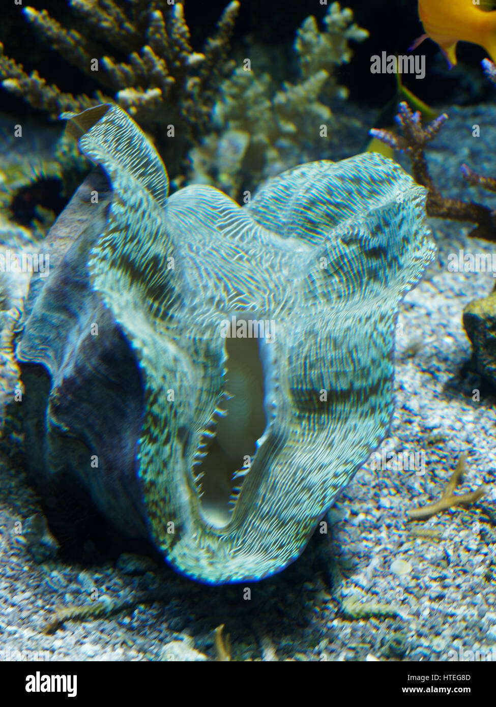 Clam tridacna underwater hi-res stock photography and images - Alamy