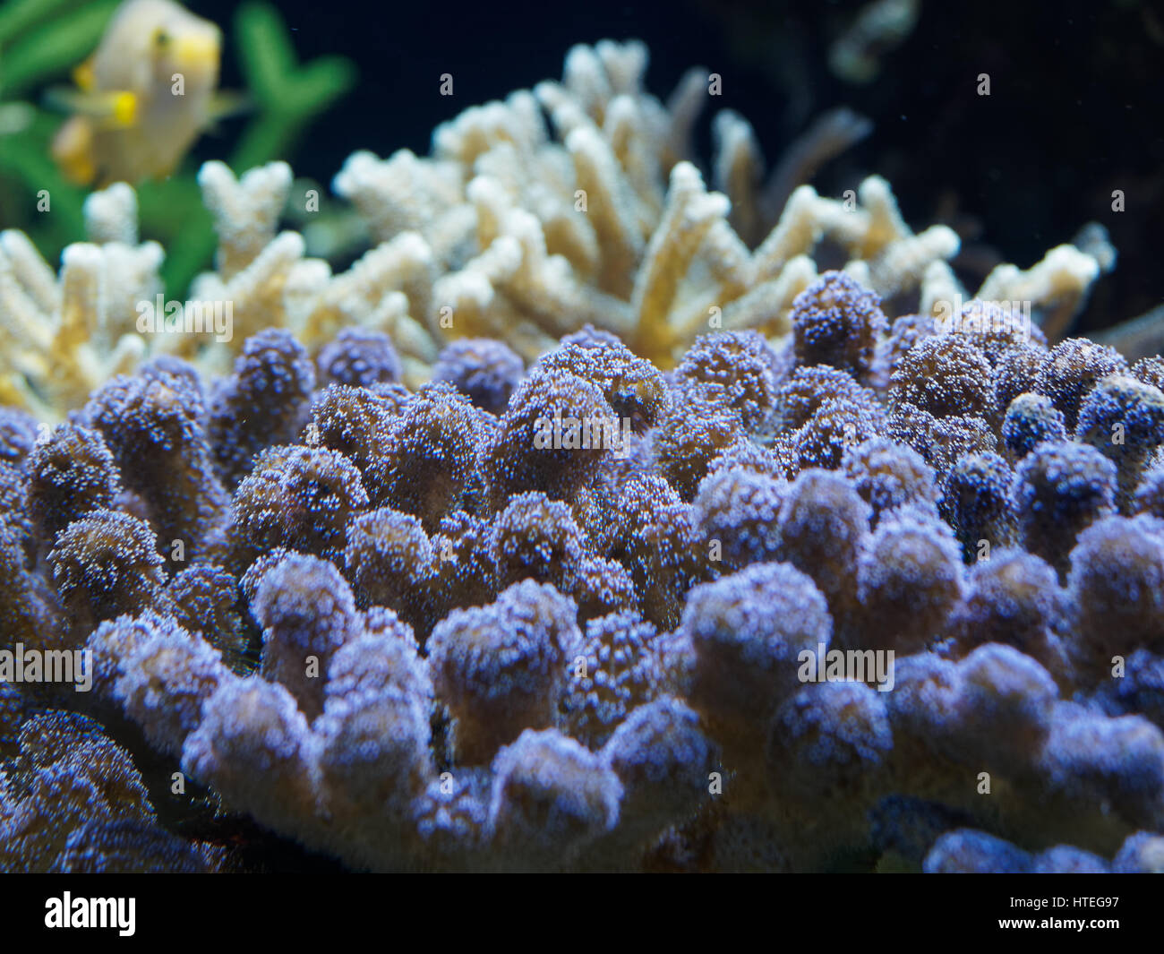 Stylophora coral hi-res stock photography and images - Alamy