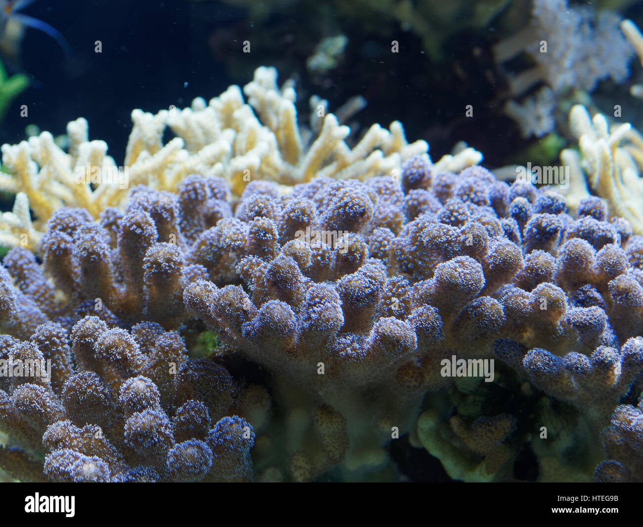 Stylophora hi-res stock photography and images - Alamy
