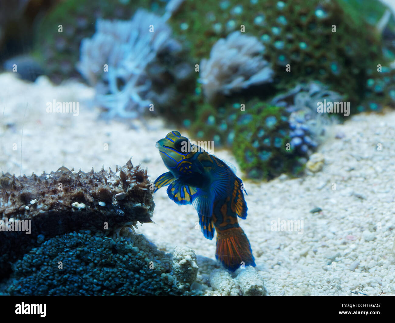 Mandarinfish great barrier reef hi-res stock photography and images - Alamy